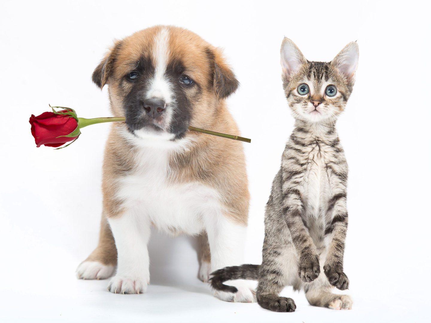 FranklinIs | Downtown Franklin & Brentwood - Events, Things to Do ...